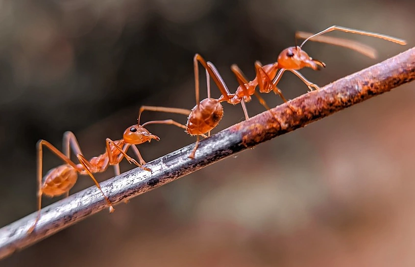 Ant | Star-Crossed (Comic) Wiki | Fandom