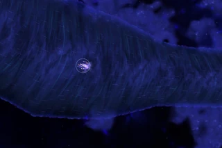 Slipstream | StarSector Wiki | Fandom