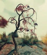 Velvet Bloom | Starfield Wiki | Fandom