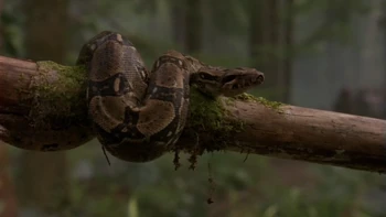 Snake | SGCommand | Fandom