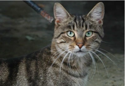 Chat | Wiki Stargate | Fandom