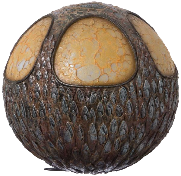 Category:Wraith weapons | SGCommand | Fandom