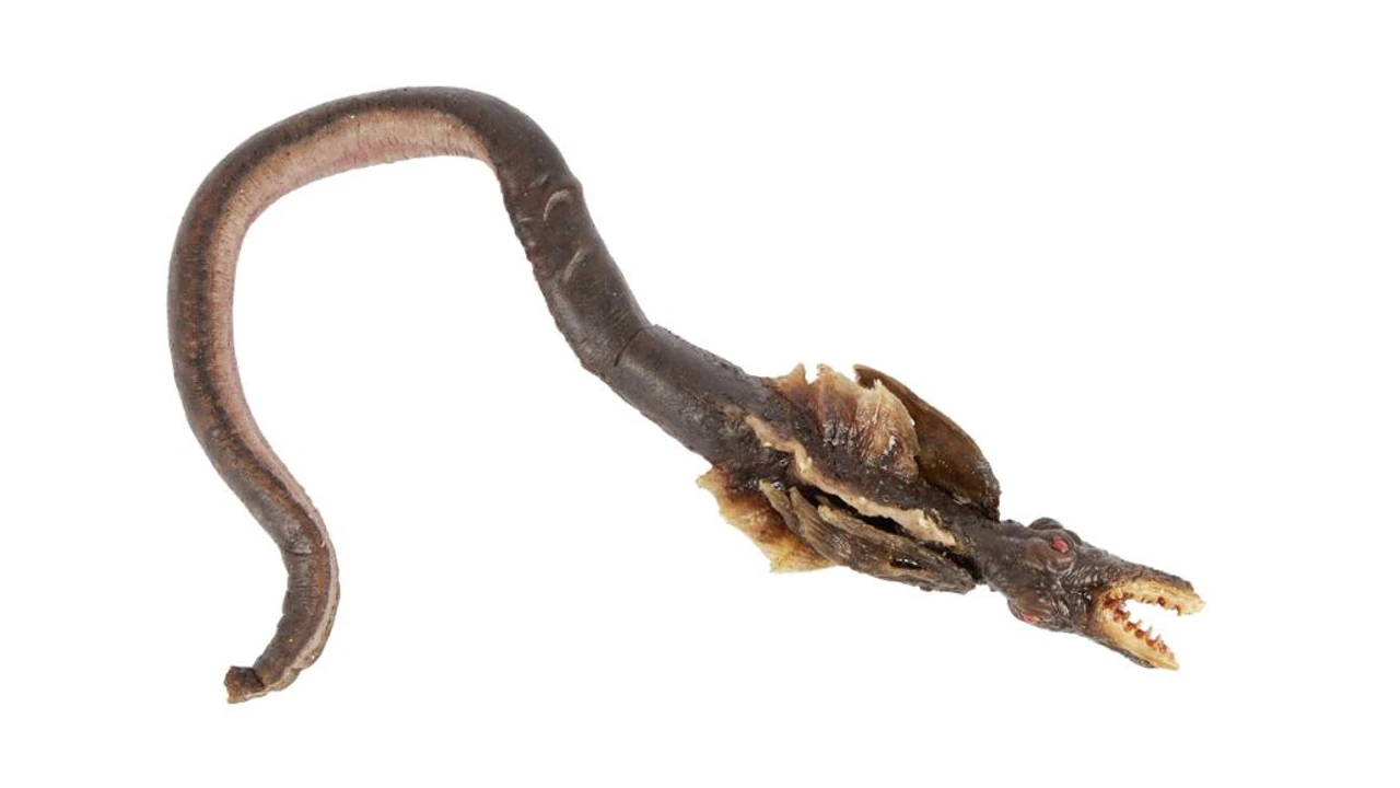 Goa'uld | Stargate Polish Wiki | Fandom