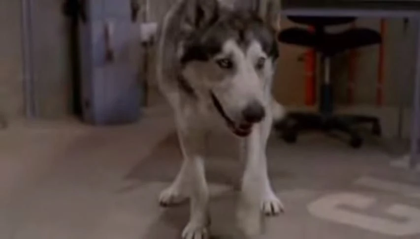 Wolf | SGCommand | Fandom