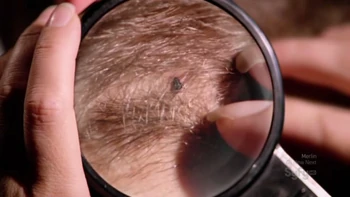 Alien tick | SGCommand | Fandom