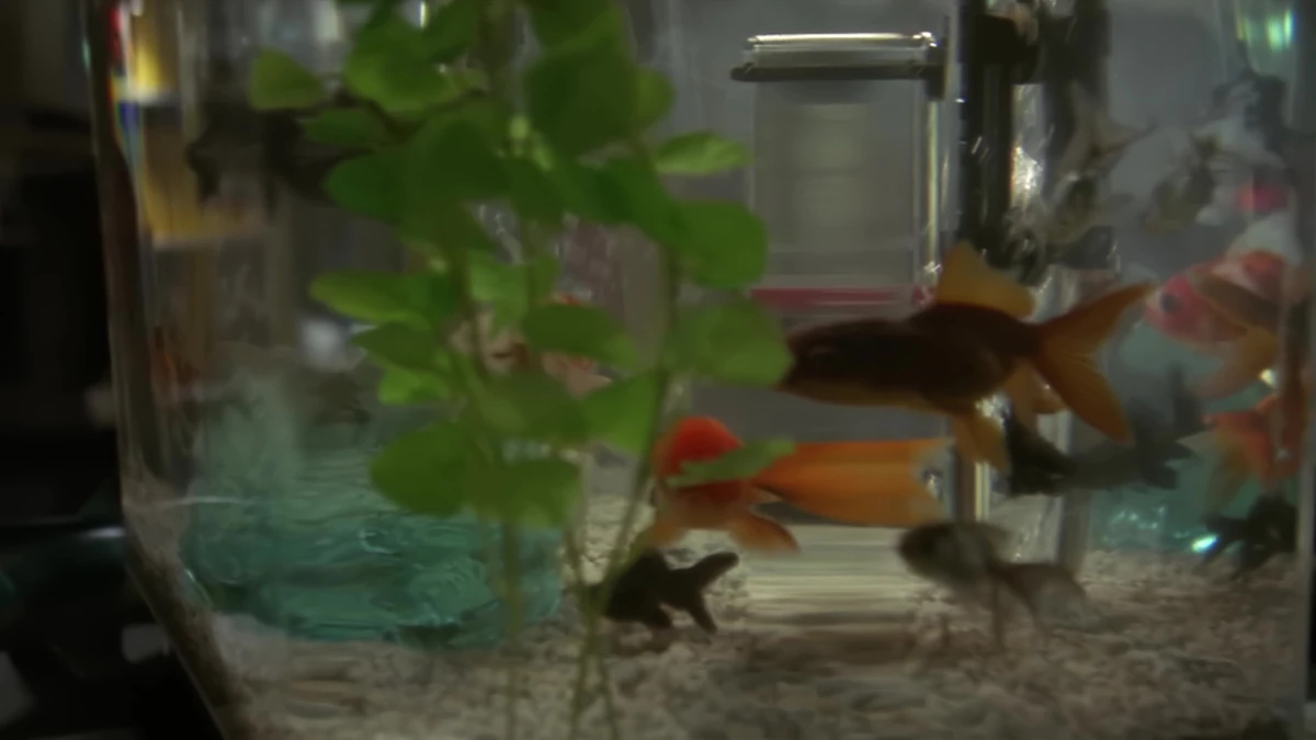 Fish | SGCommand | Fandom