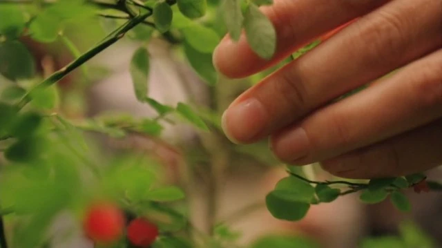 Red berry | SGCommand | Fandom