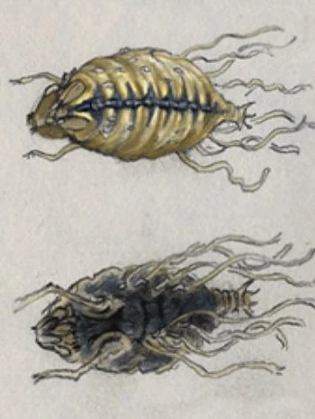 Sleep parasite | SGCommand | Fandom