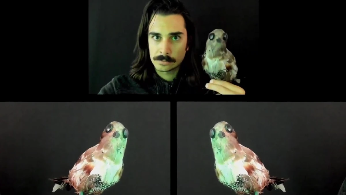 Nighthawk Flock | Team StarKid Wiki | Fandom