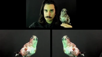 Checkered-Tail Nighthawks | Team StarKid Wiki | Fandom