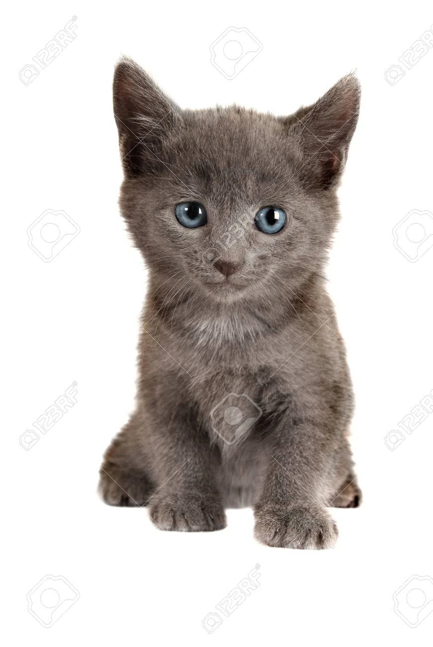 Bluekit | StarKits Prophecy Wiki | Fandom