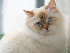 Sorrelsun | Starlitskies Wiki | Fandom