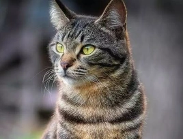 Seedpaw | Starlitskies Wiki | Fandom