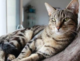 Applestar | Starlitskies Wiki | Fandom