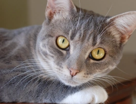 Sparkkit | Starlitskies Wiki | Fandom