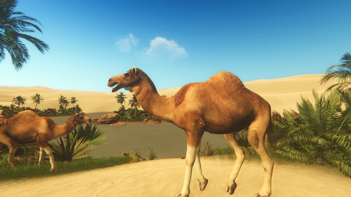 Camels | Starsand Wiki | Fandom