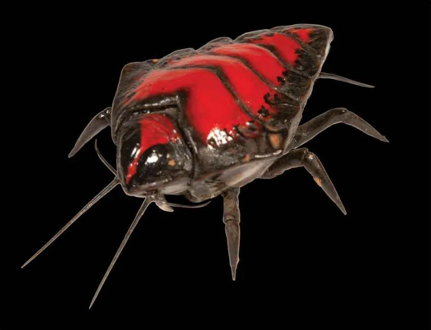 Chariot Bug | Starship Troopers Wiki | Fandom