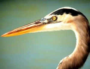 Beware of the Heron | Start A Round-Robin Story Wiki | Fandom