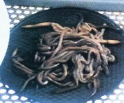 Racht | Memory Beta, non-canon Star Trek Wiki | Fandom