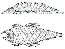 Ceti eel | Memory Beta, non-canon Star Trek Wiki | Fandom