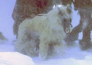 Guard beast | Memory Beta, non-canon Star Trek Wiki | Fandom