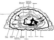 Horta | Memory Beta, non-canon Star Trek Wiki | Fandom