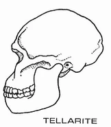 Star Fleet Medical Reference Manual | Memory Beta, non-canon Star Trek ...