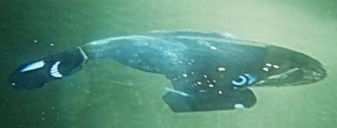 USS Avalon (NCC-63887) | Memory Beta, non-canon Star Trek Wiki | Fandom