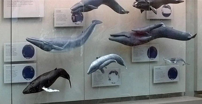 Whale | Memory Beta, non-canon Star Trek Wiki | Fandom