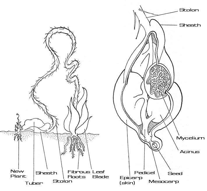 Mahko root | Memory Beta, non-canon Star Trek Wiki | Fandom