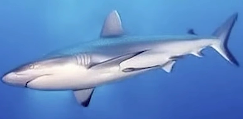 Emergency fish | StarvHarv Fan Wiki | Fandom