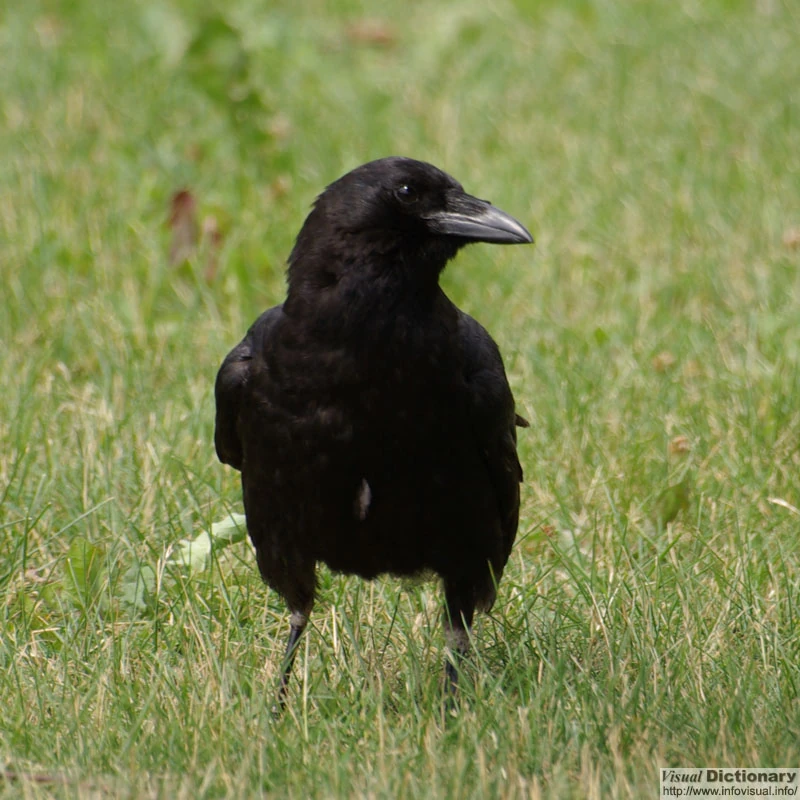 Loki | Star Wars: Exodus Visual Encyclopedia | Fandom