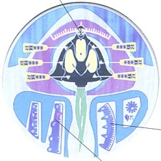 Gungan glyphs | Wookieepedia | Fandom