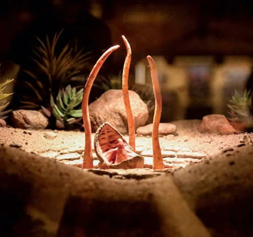 Simpi | Wookieepedia | Fandom