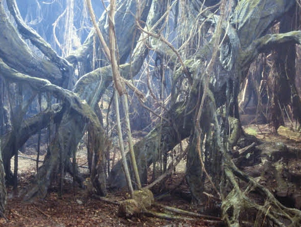 Gnarltree | Wookieepedia | Fandom
