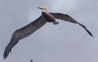 Unidentified Zeffonian bird | Wookieepedia | Fandom