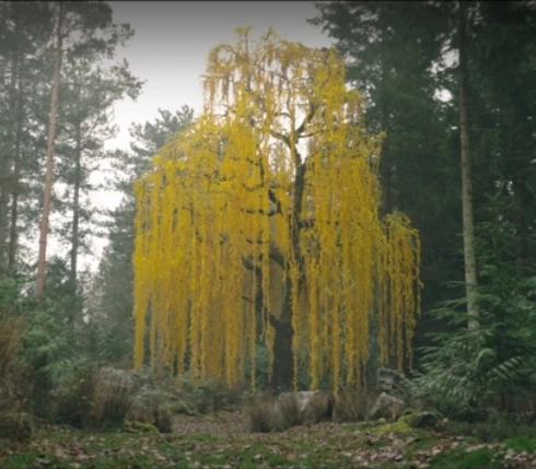 Bunta Tree | Star Wars Wiki | Fandom