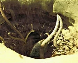Sarlacc | Star Wars Wiki | Fandom