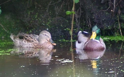 Duck | Star Wars Wiki | Fandom