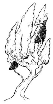 Kaha tree | Wookieepedia | Fandom