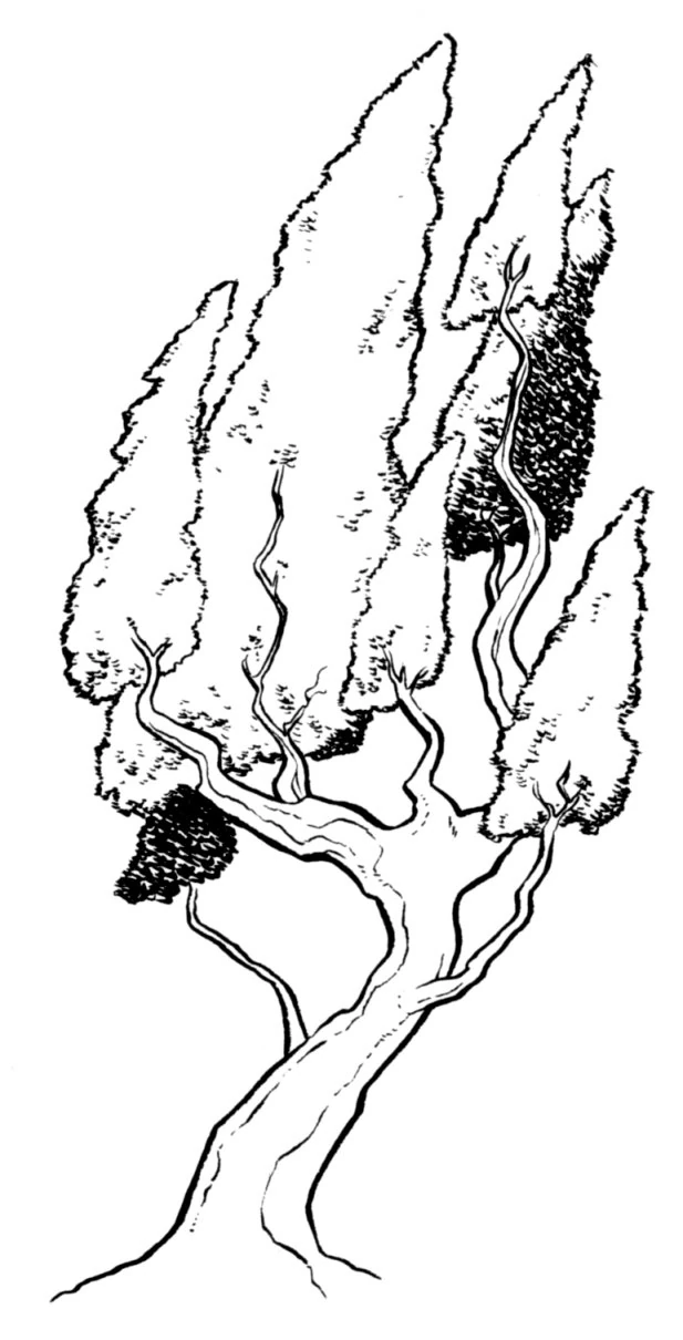 Kaha tree | Wookieepedia | Fandom