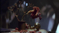 Plant | Wookieepedia | Fandom