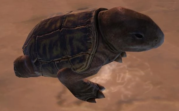 Speedy (turtle) | Wookieepedia | Fandom