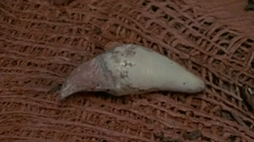 Ivory Tooth | Wookieepedia | Fandom