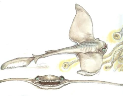 Velker | Star Wars Wiki | Fandom