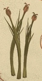 Mintri | Wookieepedia | Fandom