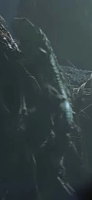 Nudj | Wookieepedia | Fandom