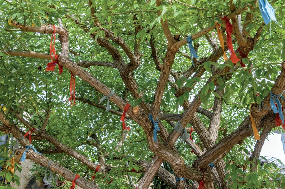 Trilon Wishing Tree | Wookieepedia | Fandom
