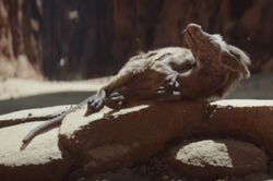 Womp Rat | Star Wars Wiki | Fandom