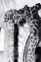 Yuvernian | Wookieepedia | Fandom